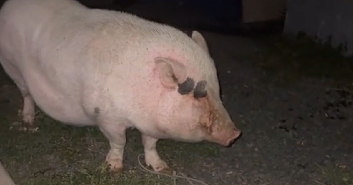 Svinja provalila u garažu i pronašla pivo: Snimak kako se tetura obišao ... Svinja provalila u garažu i pronašla pivo: Snimak kako se tetura obišao ...