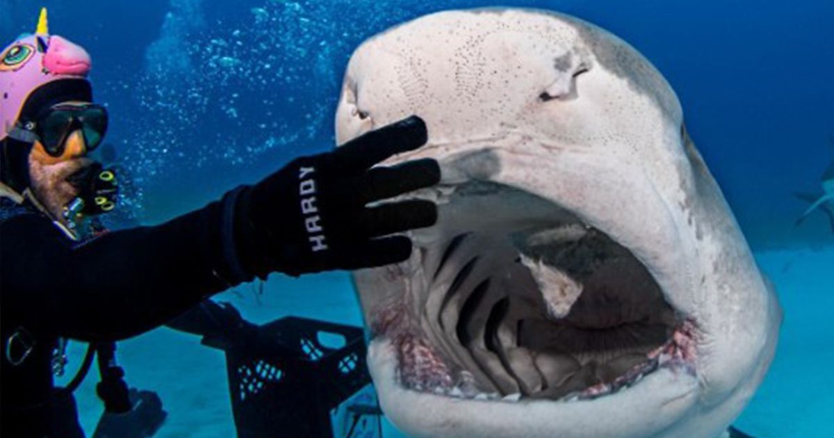 Ovako izgleda kada vas proguta ajkula: Čeljustima dohvatila kameru, a snimak je zastrašujuć ...