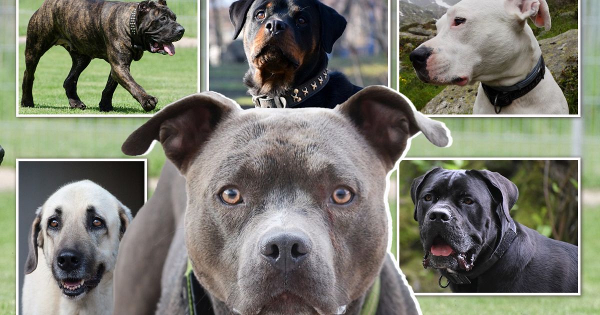 Pet rasa pasa koji će vas zaštititi od napada pitbula - Ljubimci Telegraf