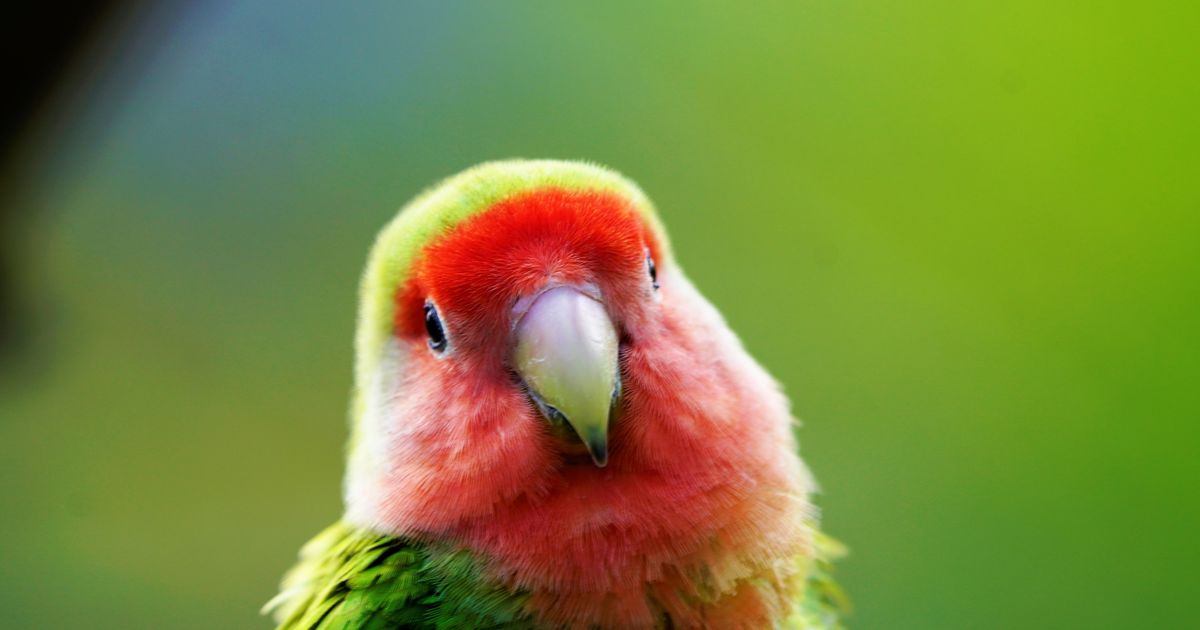 Papagaji sa tri noge zaista postoje: Njihov treći ekstremitet je na glavi i služi za penjanje po ...