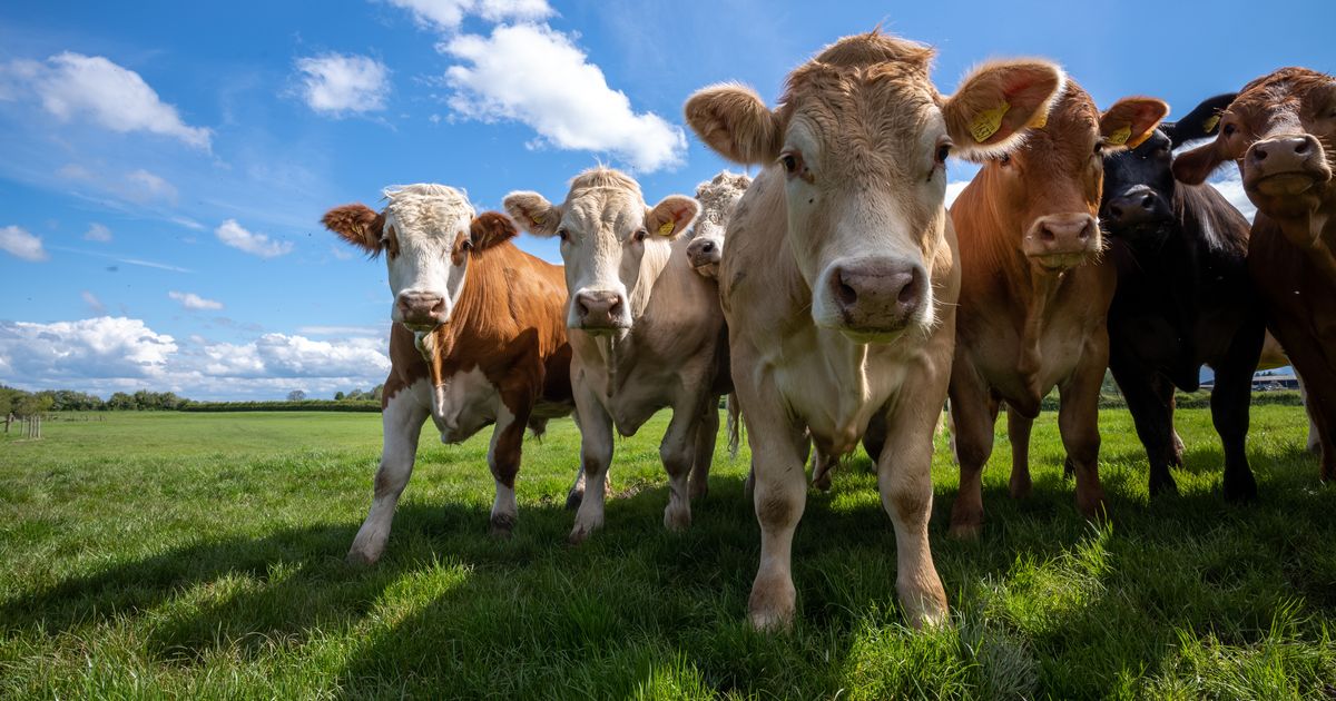 Stado krava izgazilo planinara: Jeziv snimak, prišao životinjama dok su ...