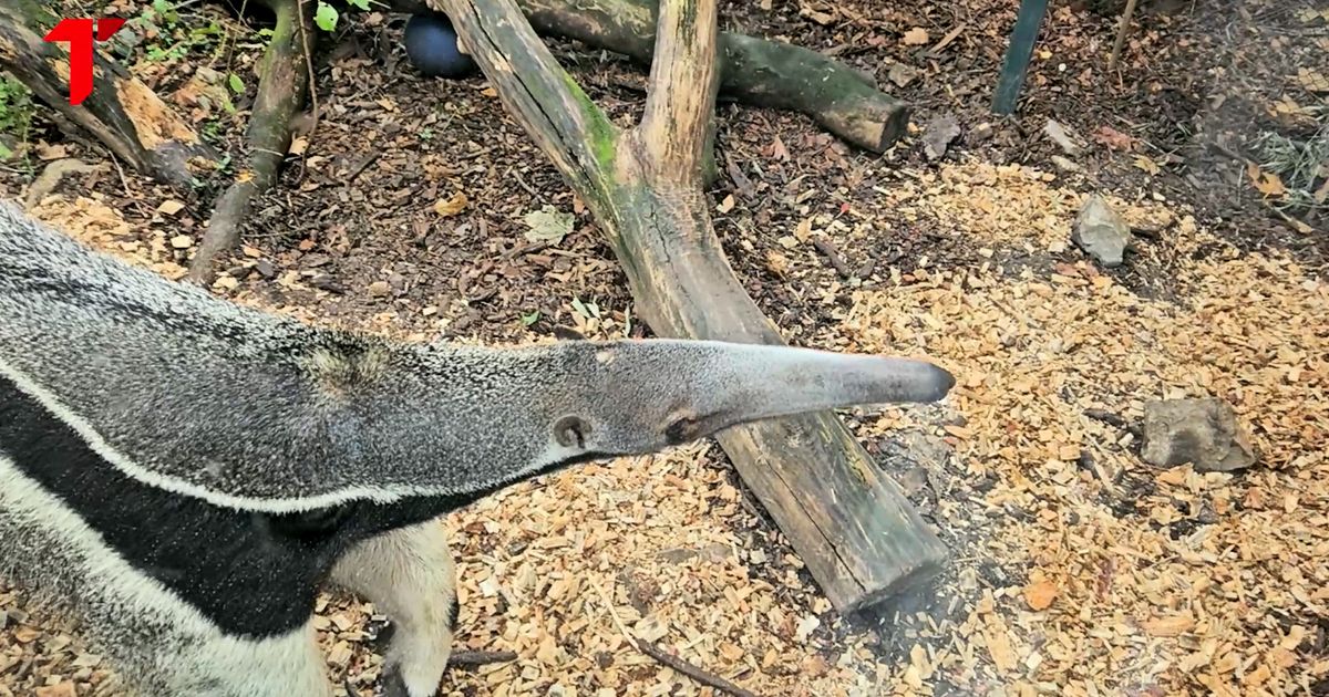 Ne želite da se nađete u njegovom zagrljaju: Mravojed izgleda blentavo ...