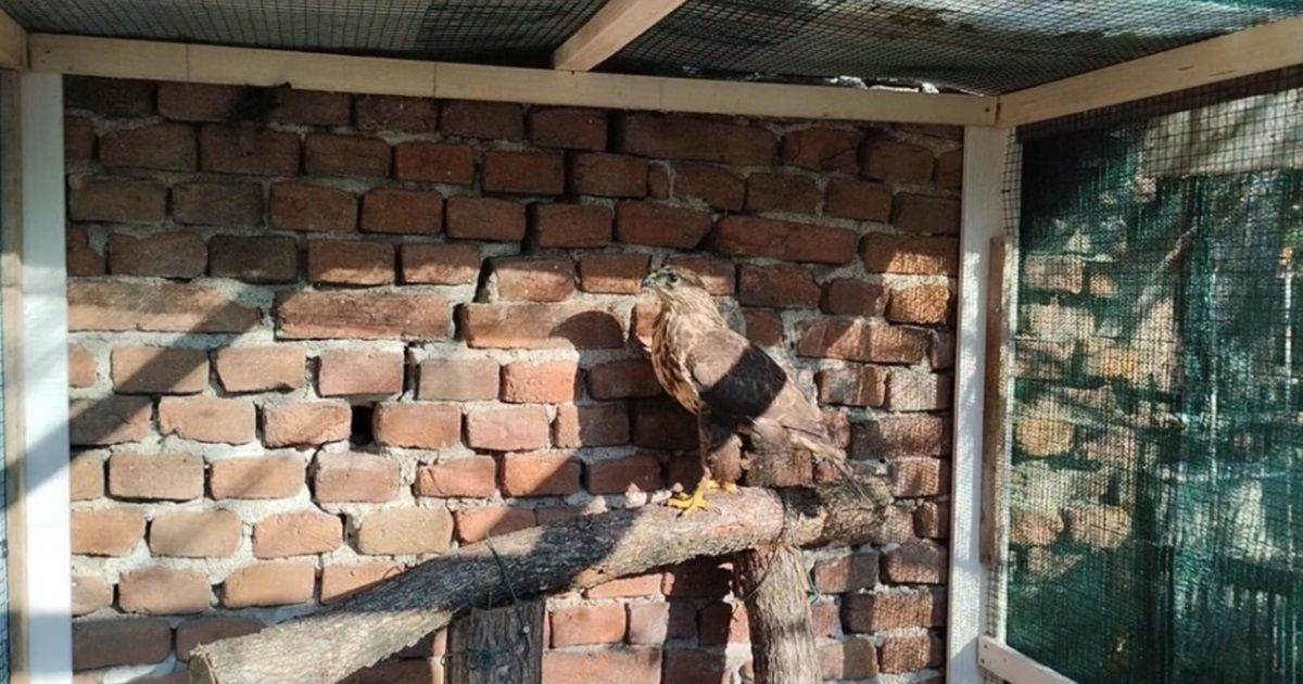 Neki nečovek je ovoj ptici isekao krilo: Sada je čuva Slaviša, a protiv ...