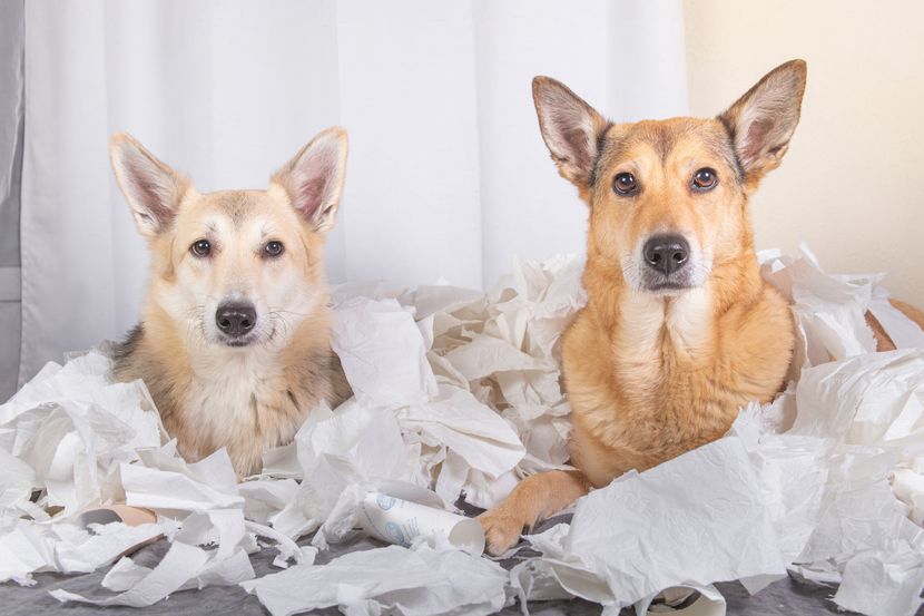 11 poteza vlasnika koje psi ne vole - Ljubimci Telegraf