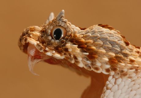 Tri vrste očnjaka kod zmija otrovnica kojima ubrizgavaju otrov ...