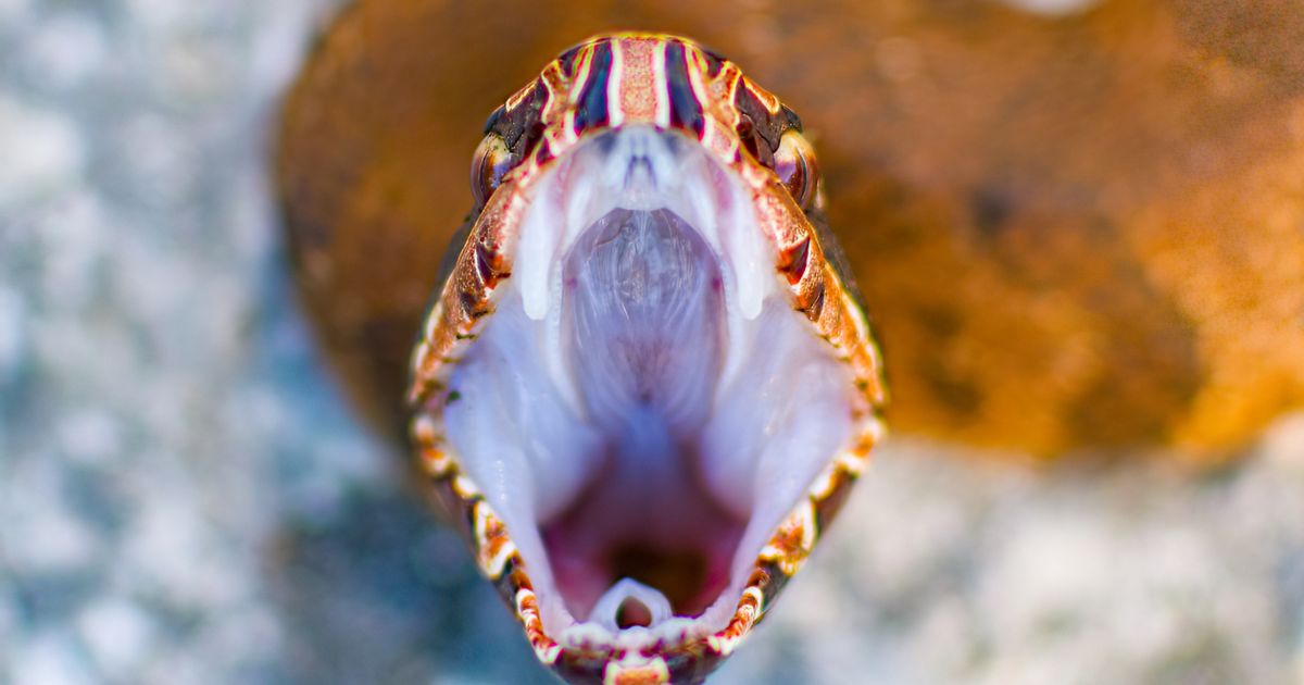 Tri vrste očnjaka kod zmija otrovnica kojima ubrizgavaju otrov ...