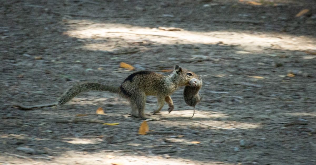 Šokantno otkriće: Veverice postaju mesožderi, napravile su pokolj među ...