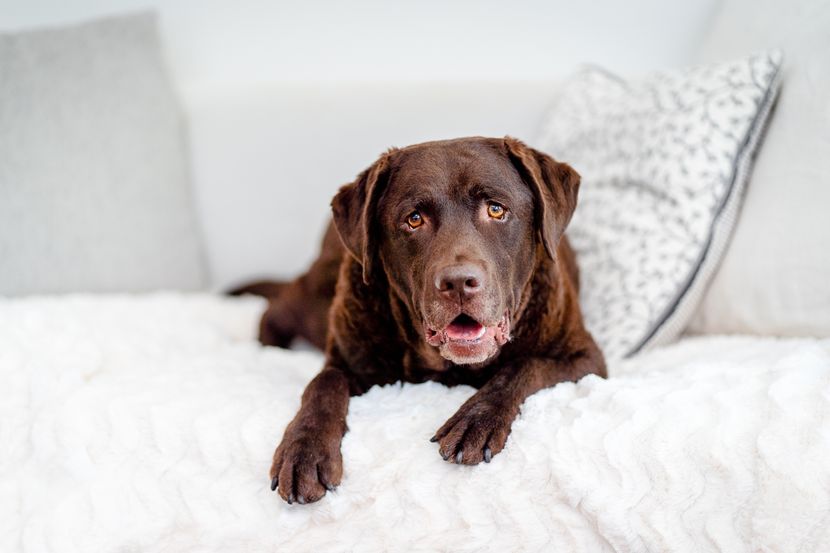 Izbor rase psa prema horoskopskom znaju vlasnika | Stranica 2 ...