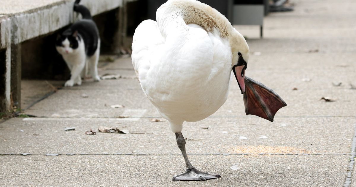 Izgubljen labud podigao Blok 45 na noge, ime mu je Boža: Napadaju ga ...