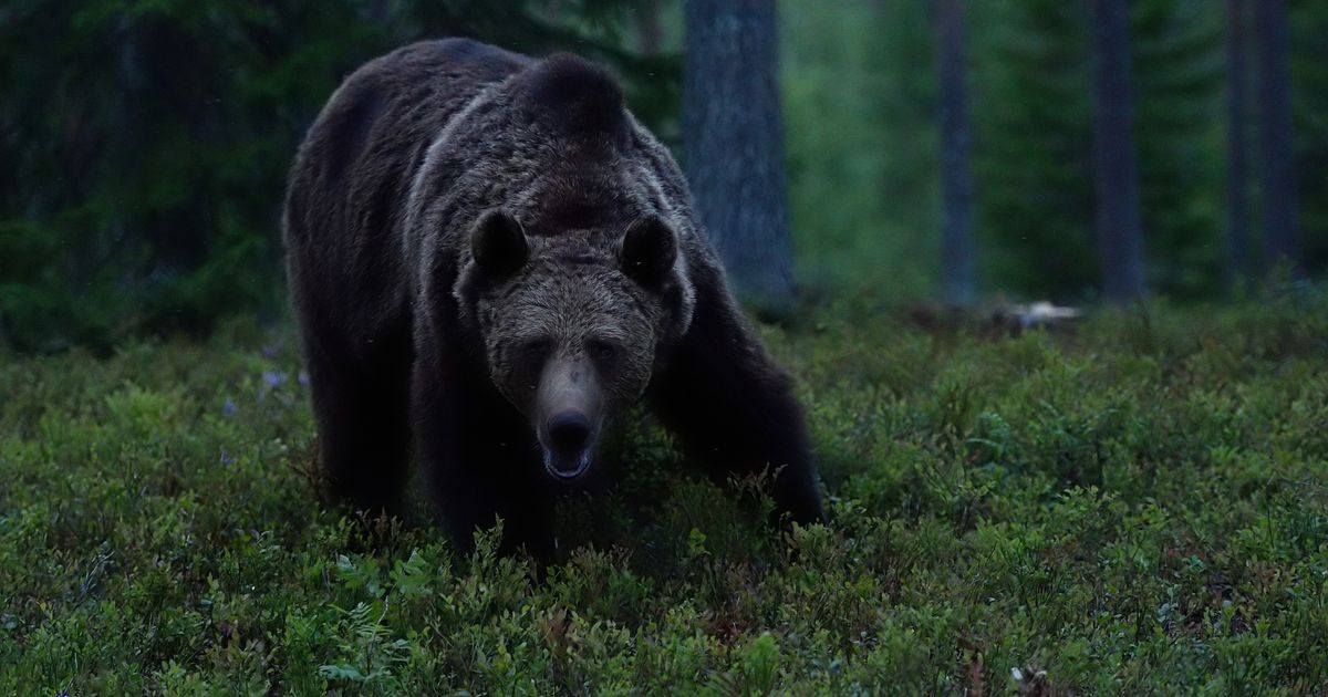Rekla je "mama, pomozi mi, pokidao me je": Ljudmila gledala ćerku svu u ...