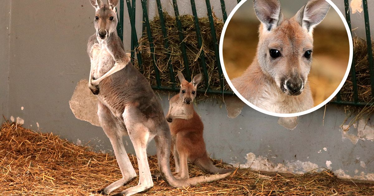 Kengur postao tata pa pobegao: Novi detalji o spektakularnom bekstvu iz ...