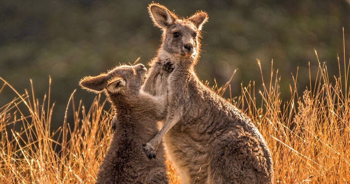 Australijski naučnici proizveli prvi embrion kengura pomoću vantelesne ...
