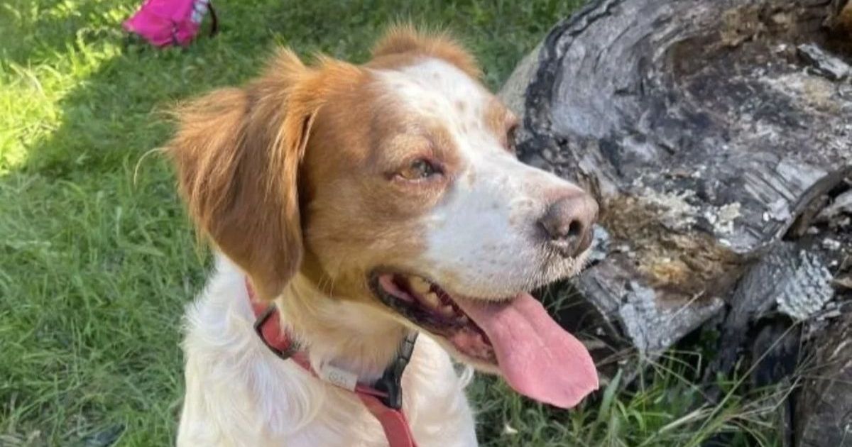 Pas Sima sa Banovog brda zatvoren dan i noć u kavezu u dvorištu ...