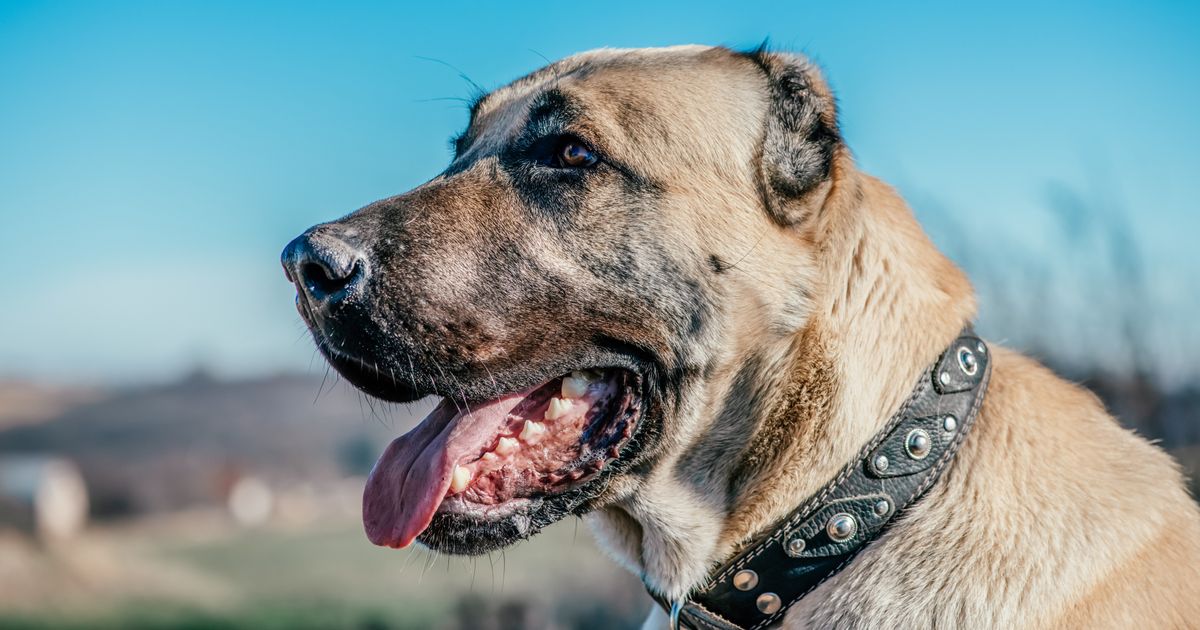 10 rasa pasa sa najjačim vilicama na svetu - Ljubimci Telegraf