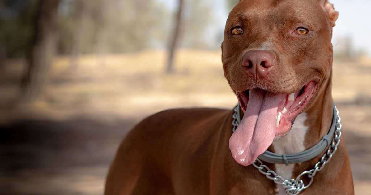 Pitbul crvenog nosa najpopularniji varijetet rase pitbul - Ljubimci ...