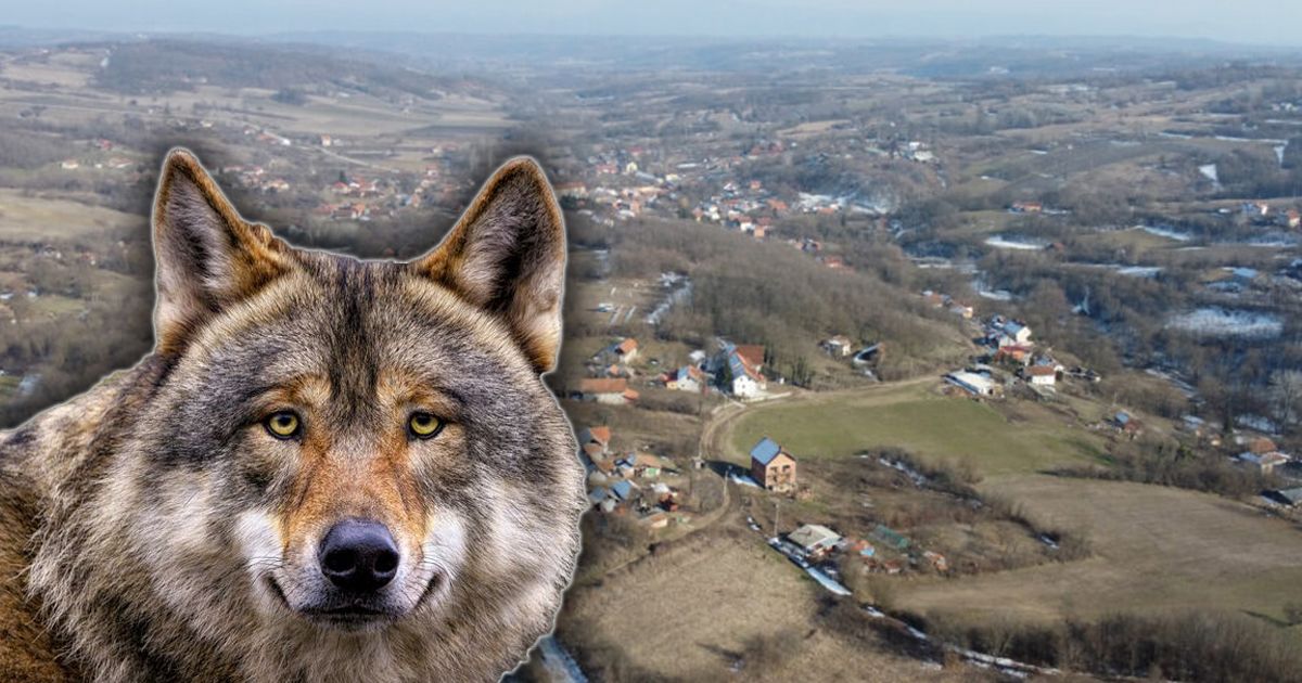 Vuk snimljen kako izlazi iz šume i prilazi... Video iz Bjelog Polja ledi krv u žilama - Vesti ...