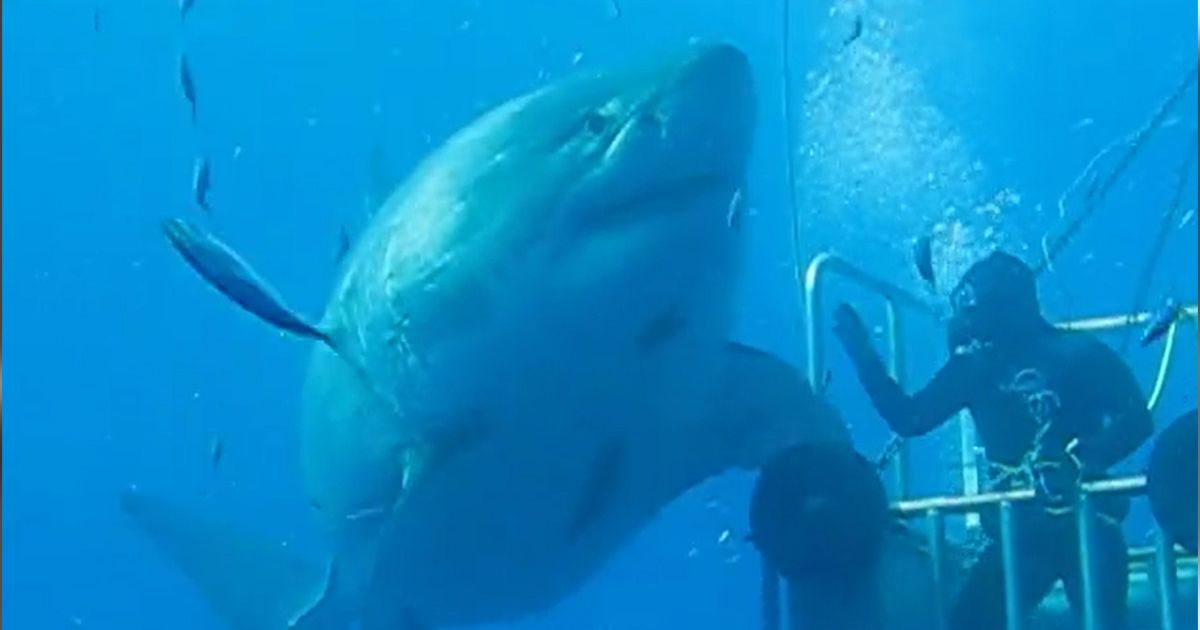 Najveća ajkula ikada snimljena kamerom: Dugačka je 6 metara, puna ožiljaka, a njena pojava ledi ...