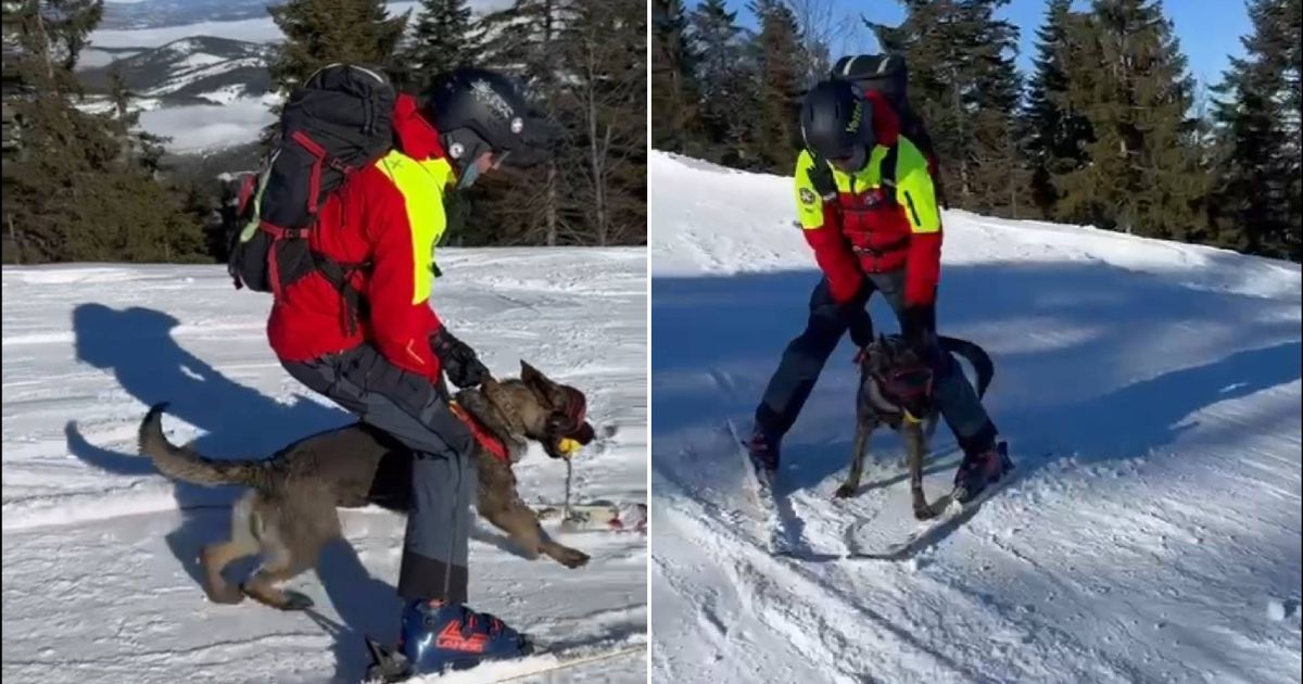 Otkrivamo koja rasa psa je pronašla nestalu devojčicu - Vesti - Telegraf.rs