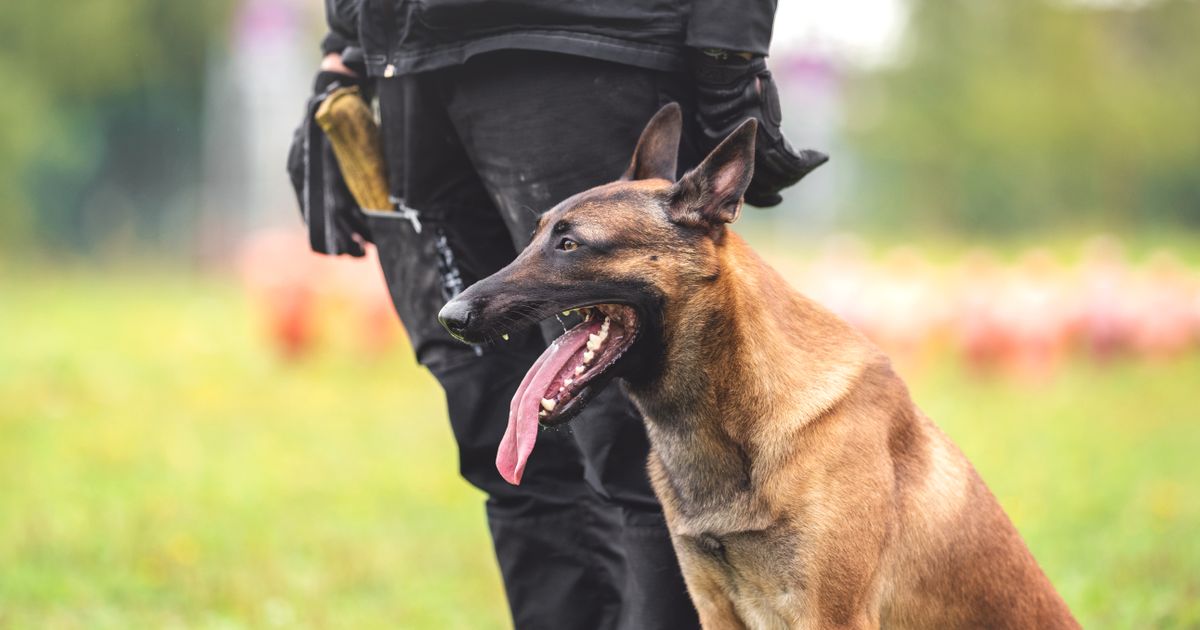 8 rasa pasa tragača i spasilaca - Ljubimci Telegraf