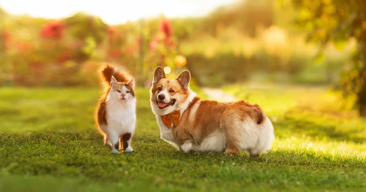 Alergije, ektoparaziti, dermatitis i infekcije kod ljubimaca u proleće ...