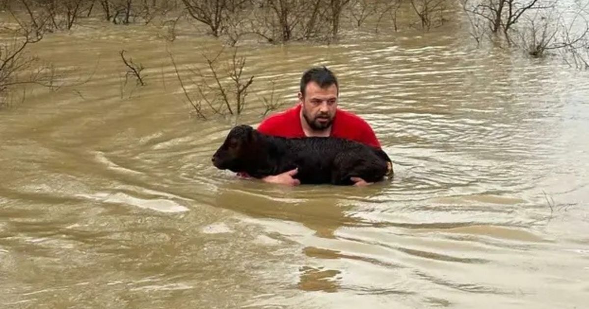 Stočar bez oklevanja skočio u ledenu reku i spasio tele: "Krava ga ...