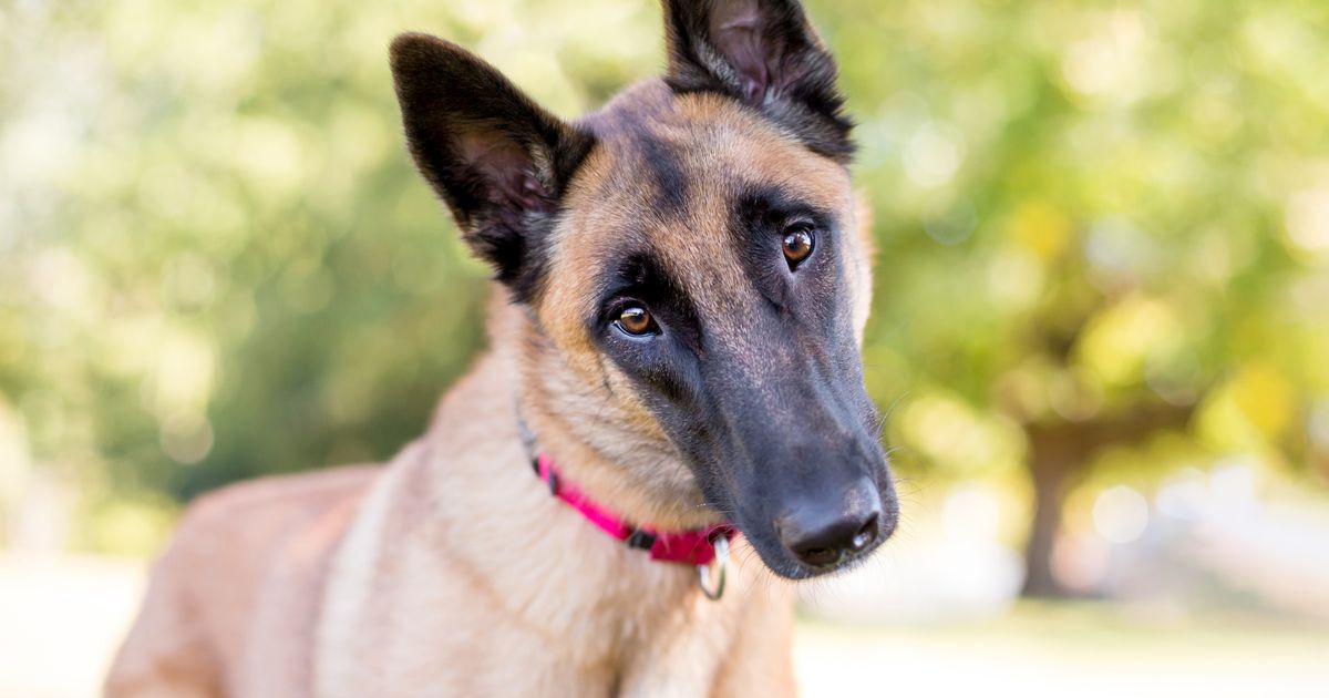 Radni pas ovčar uradio vodiču reanimaciju srca i tehniku usta na usta ...