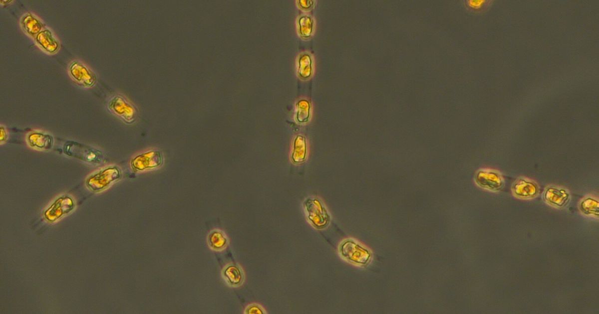 Naučnici vratili u život alge koje su 7.000 godina bile u mulju - Nauka ...