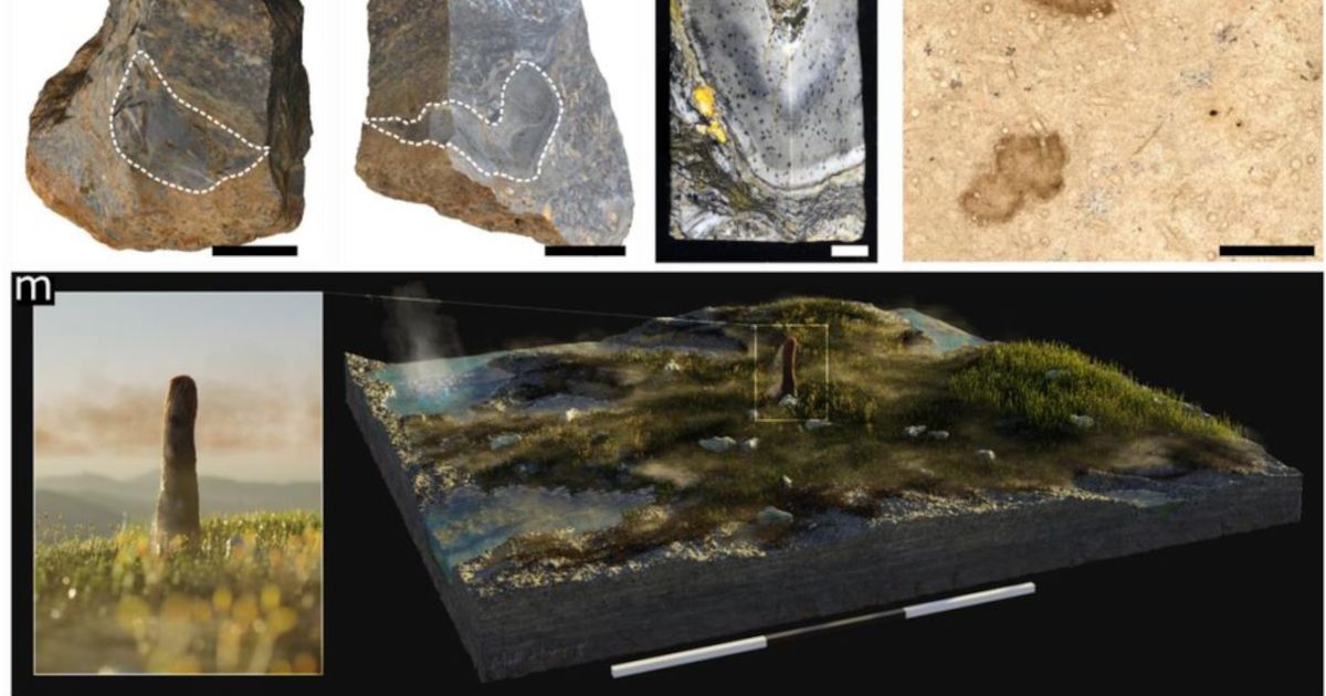 Misteriozni džinovski fosili Prototaxites zbunjuju istraživače - Nauka ...