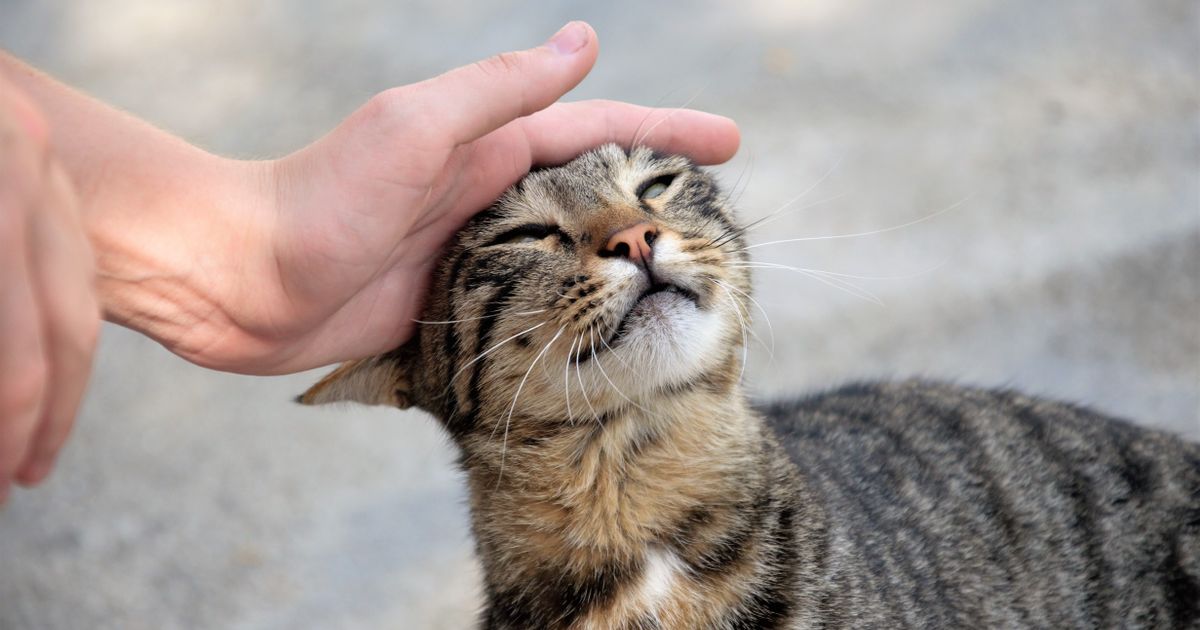 Tri razloga zbog kojih mačka ponekad ne može da prede - Ljubimci Telegraf