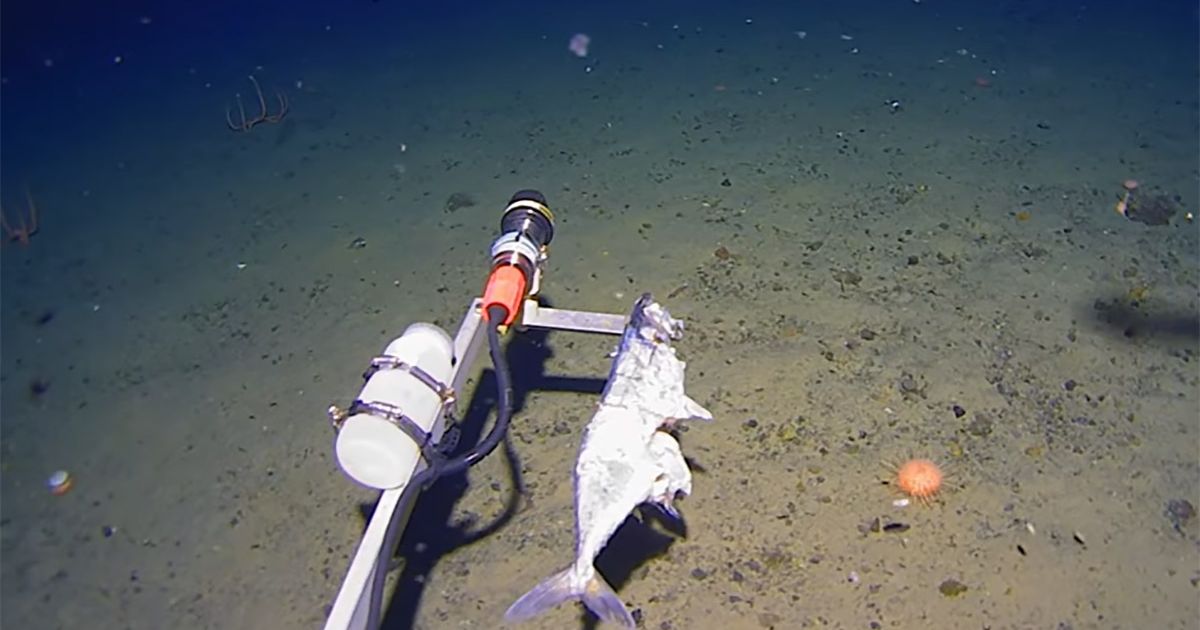 U ledenim vodama Antarktičkog poluostrva snimljena čudna stvorenja ...