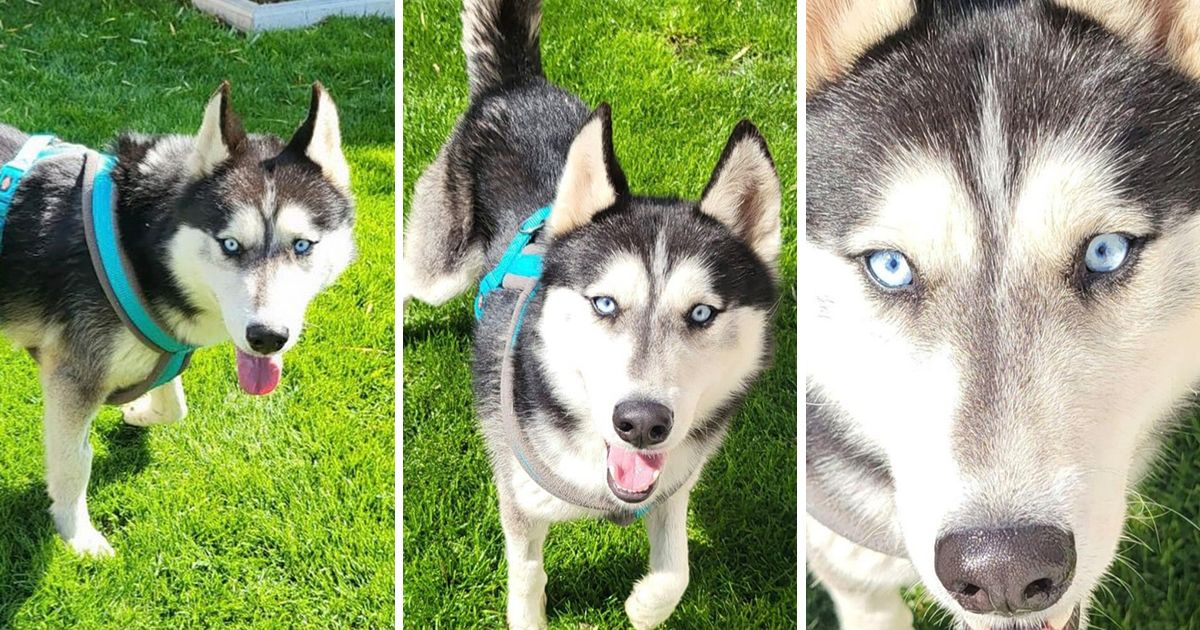 Udomljava se sibirski haski Rio - Ljubimci Telegraf