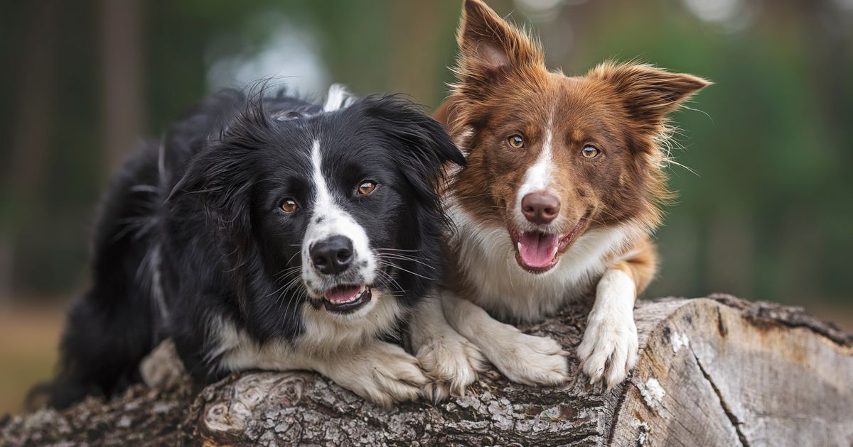Border koli pametan pas zbog koga vlasnici i porodica mogu da zažale ...