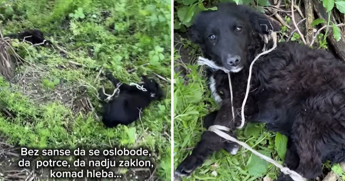 Surovost kod Vrbasa šokirala meštane! Srna i Bambi su vezane i ...