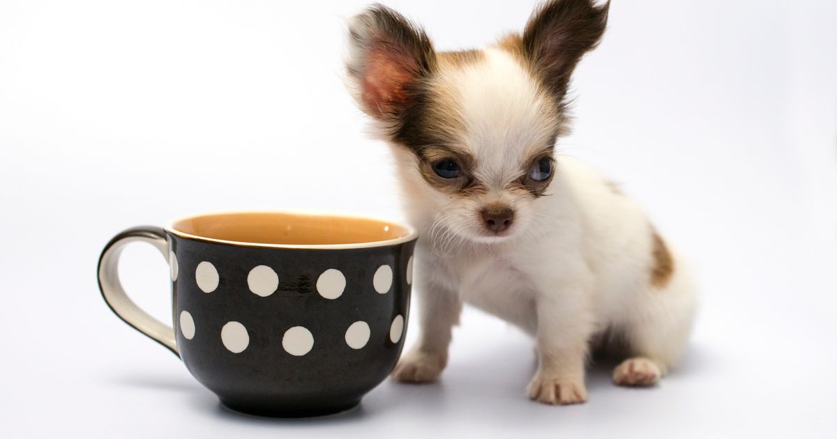 6 najtraženijih rasa pasa koji mogu da stanu u šolju - Ljubimci Telegraf