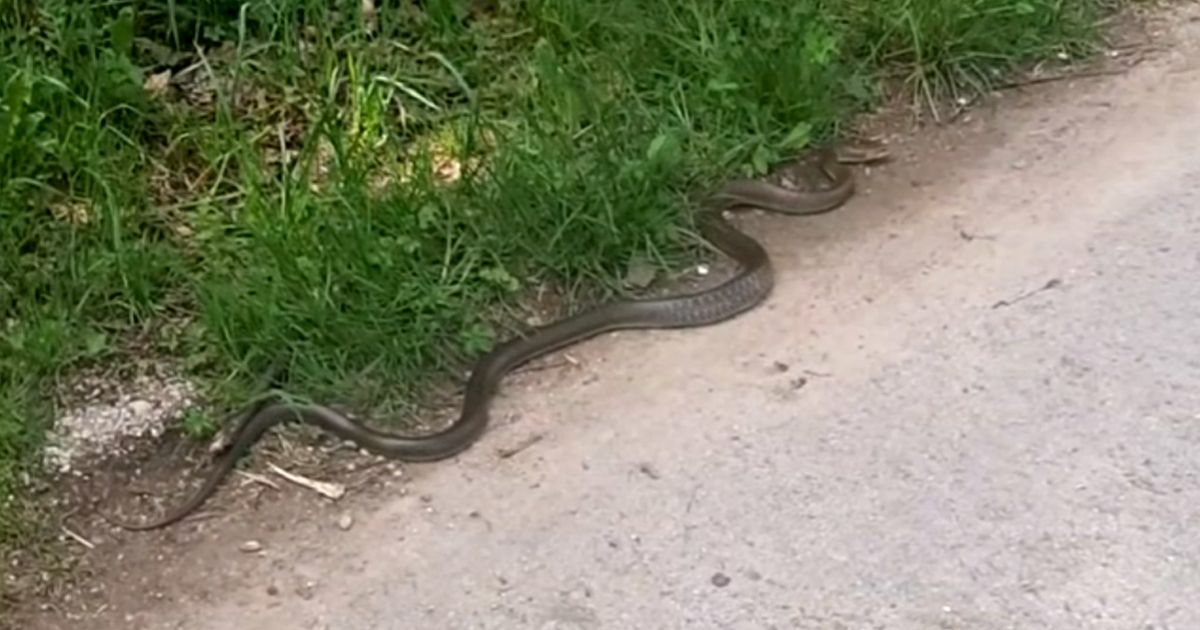 "U životu ovo nismo videli" Neobična crvena zmija uznemirila meštane ...