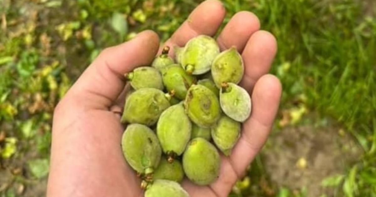 U Bačkoj Palanci se hvataju za glavu, krupan grad pokosio voće: "Šteta ...