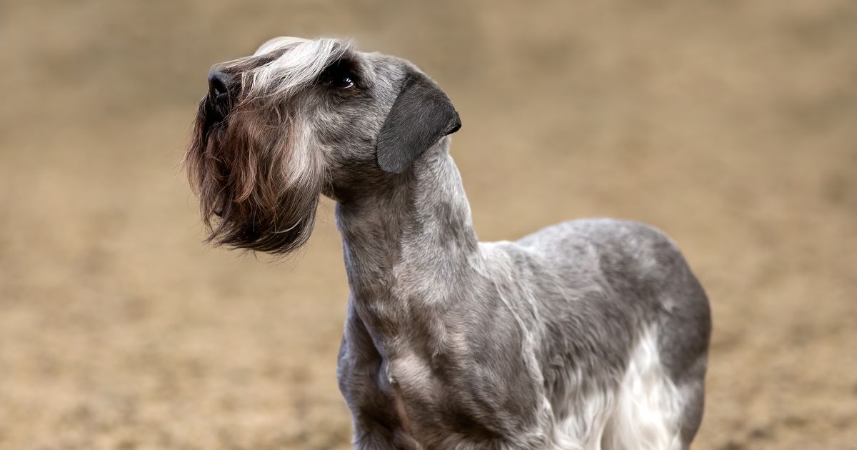 Najnepopularnije rase pasa na svetu - Ljubimci Telegraf