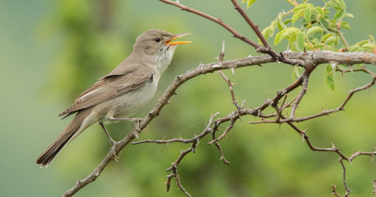 Nova vrsta ptice pevačice prvi put otkrivena u Srbiji - Nauka Telegraf