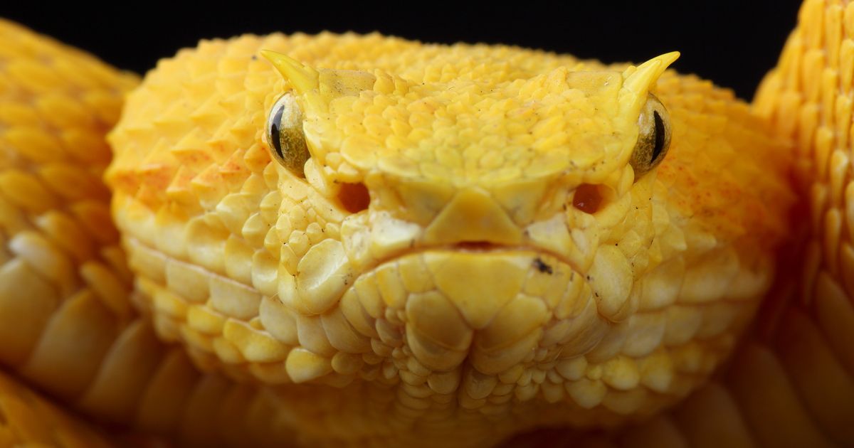 Otrovni žuti viper sa trepavicama svetom se raširio putujući sa ...