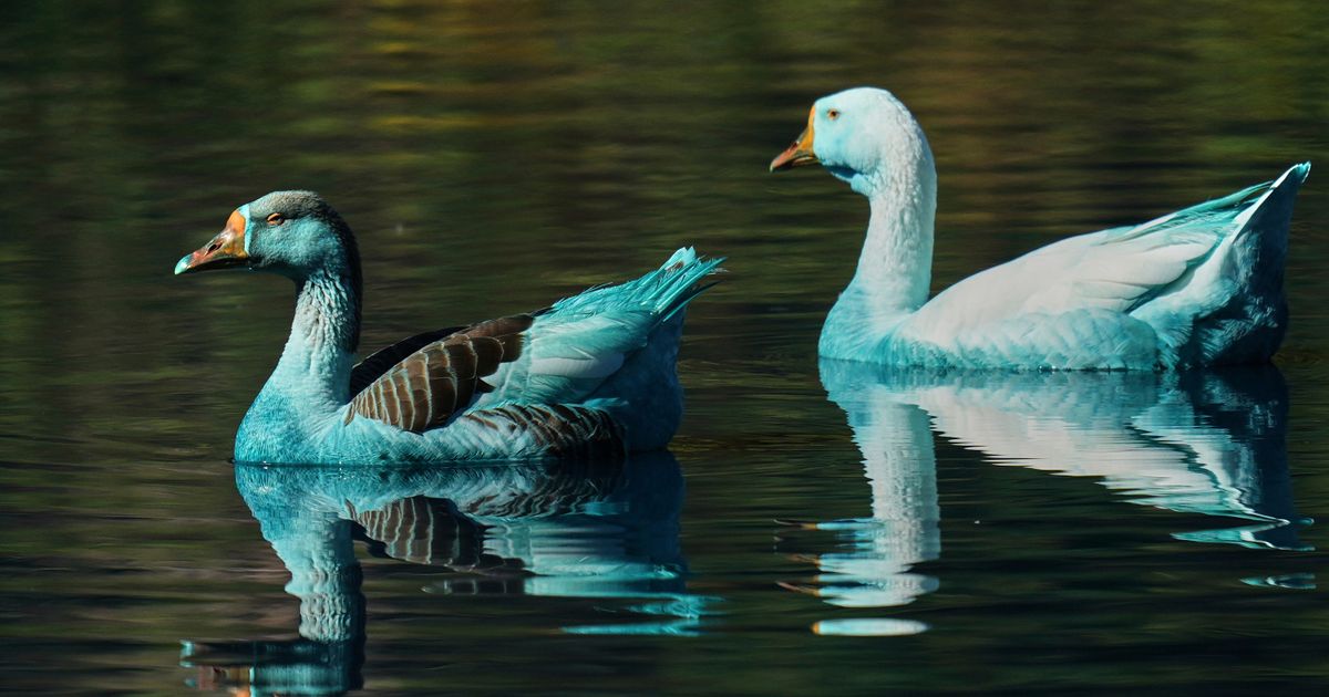 Zašto su ove guske i patke plave? Uznemirujuća situacija u botaničkoj ...