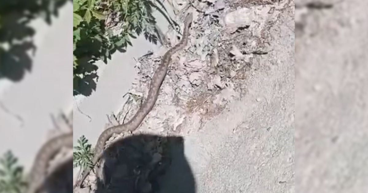 Ujed poskoka ostavlja strašne posledice: Ako vas ugrize, vreme počinje brzo da teče! Evo koliko ...