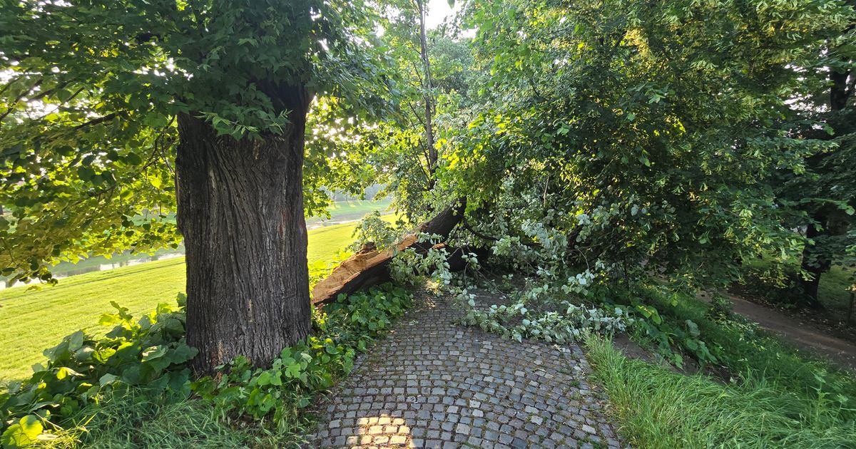 Snažno nevreme polomilo stoletno stablo lipe: Srbija na udaru nepogoda ...