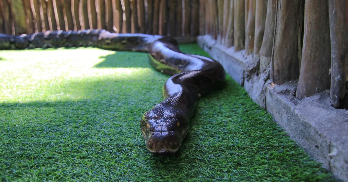 Mrežasti piton, najduža i najjača zmija na svetu, živi čak i u urbanoj ...
