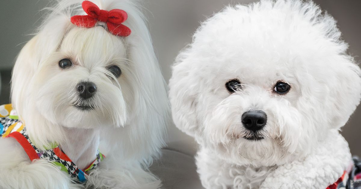 Maltezer i kovrdžavi bišon sličnosti i razlike rasa - Ljubimci Telegraf