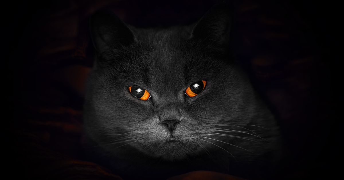 UH, KAKAV OKRŠAJ! Kamera snimila obračun na tremu, mačka se odlično ...