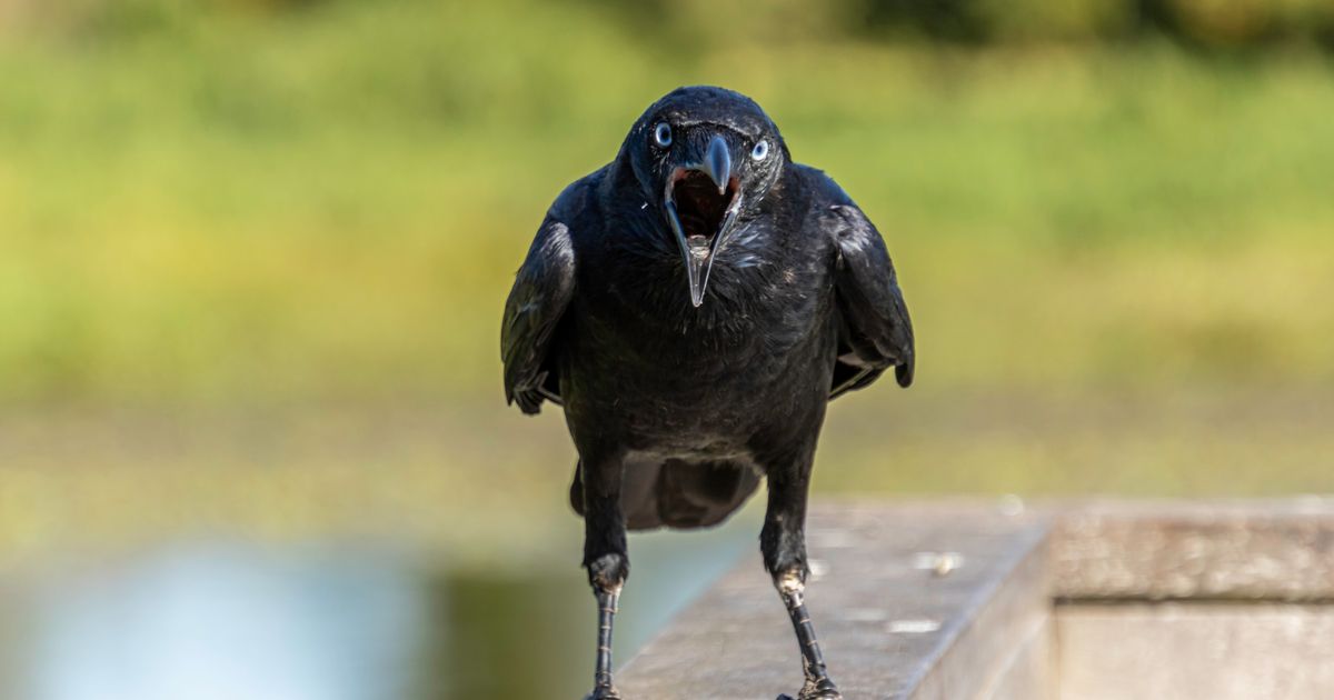 Potresna scena u Banjaluci: Vrane napale povređenu sovu, stanari ...