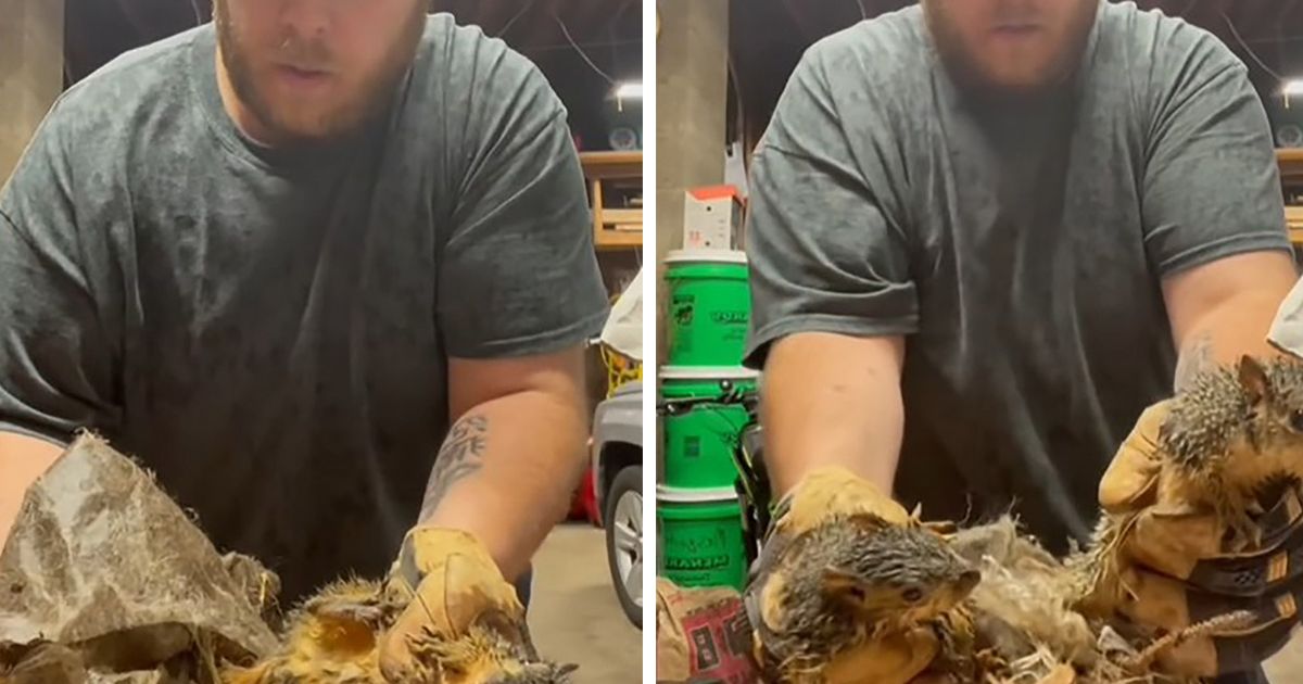 Spasilac raspetljava dve veverice zamršenih repova - Ljubimci Telegraf