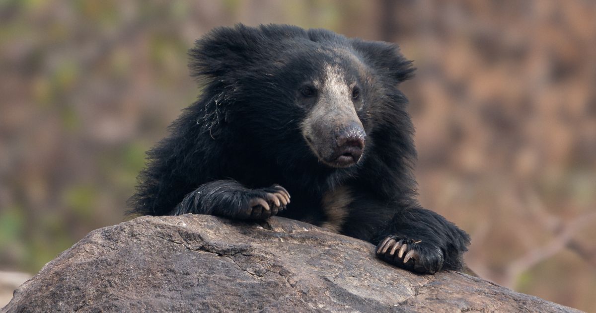 U Jeloustonu ubijen crni medved, koji je naučio kako da uzima ljudsku ...