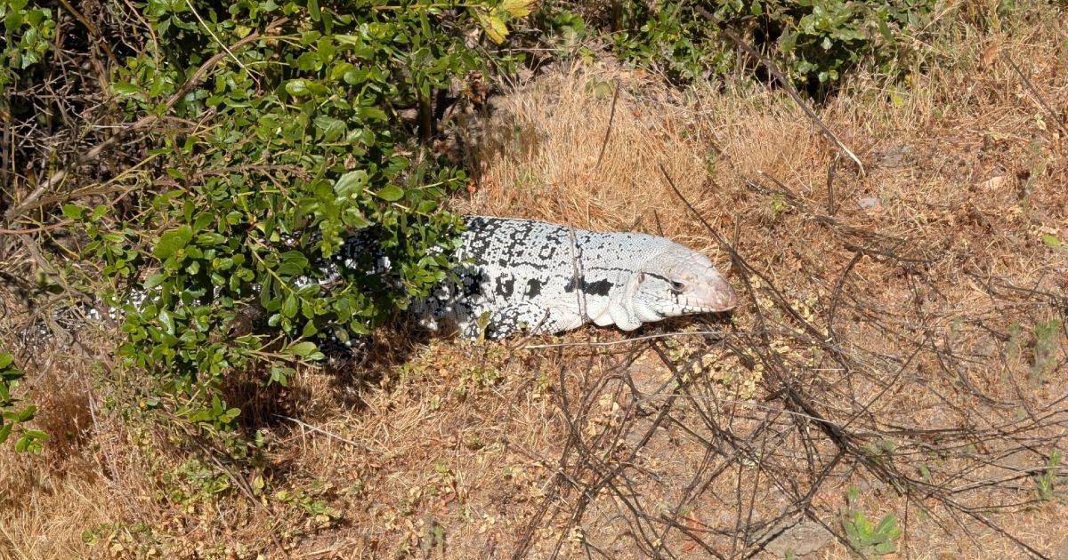 Turisti snimili opasnog reptila u parku, niko ne zna odakle je došao ...