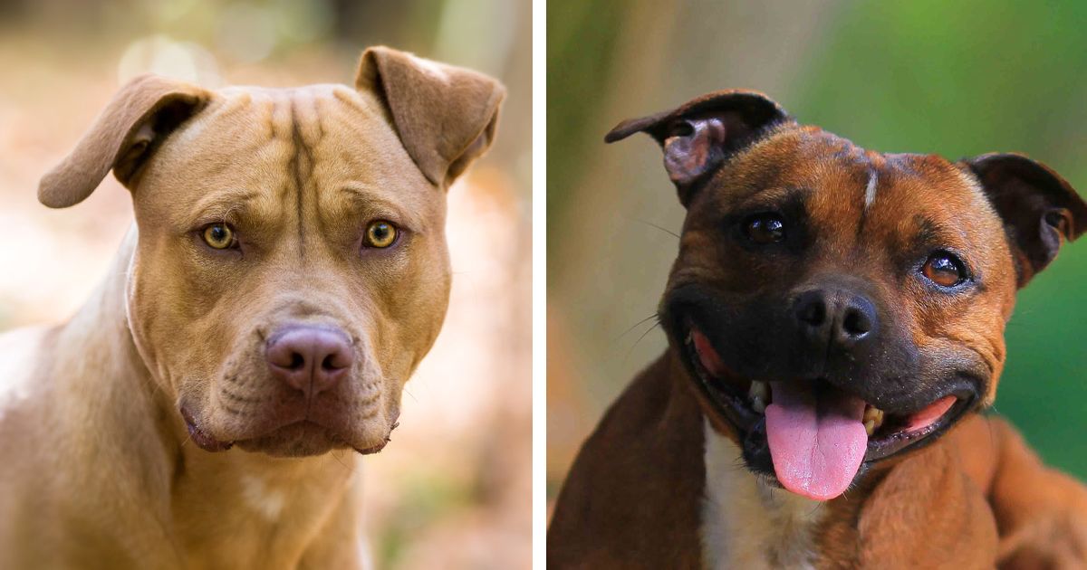 Američki pit bul terijer i stafordski bul terijer poređenje rasa ...